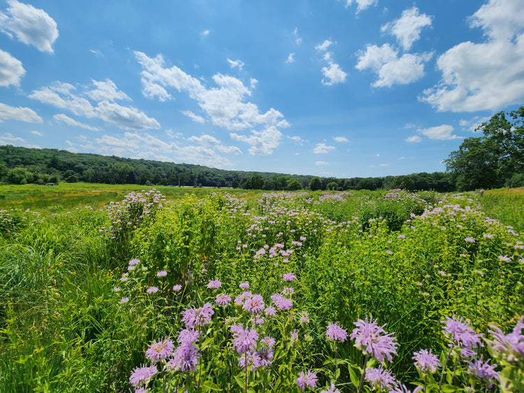 Trail Map – Three Waters Reserve