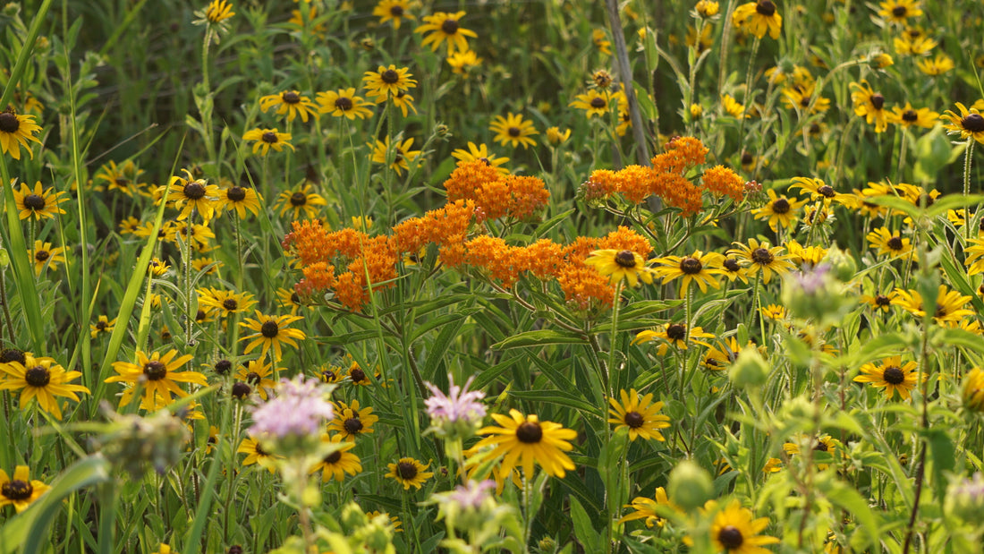 Unforgettable Events at Three Waters Reserve – Three Waters Reserve